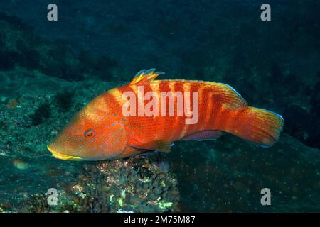 Colourful Natal tooth wrasse (Anchichoerops natalensis), wrasse ...