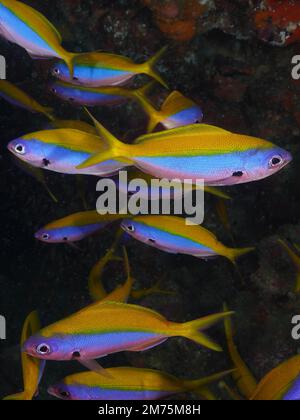 Yellowback Fusilier (Caesio xanthonota), dive site Sodwana Bay National ...