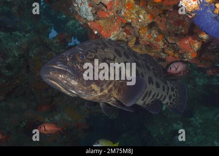 Potato grouper (Epinephelus tukula) in its burrow. Dive site Sodwana ...