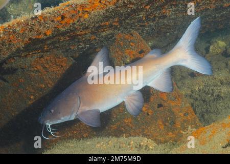 Natal Sea Catfish (Galeichthys trowi), catfish, endemic. Dive site ...