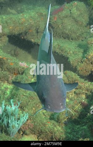 Natal Sea Catfish (Galeichthys trowi), catfish, endemic. Dive site ...