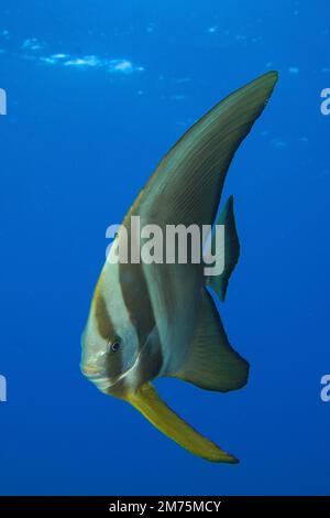 Orbicular batfish (Platax orbicularis) juvenile. Dive site Thistlegorm ...