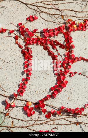 Red discoloured wild vine on a house wall, Germany Stock Photo - Alamy
