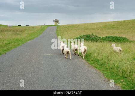 Sheep along the Puhinui Path in Puhinui Reserve, Auckland, New Zealand ...