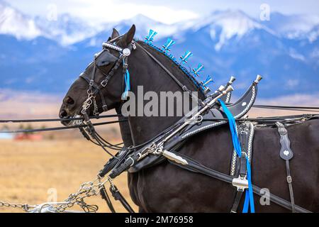 Percheron horses pulling a carriage in Colorado Stock Photo - Alamy
