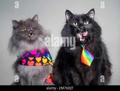 Two fluffy cats wearing rainbow pride clothes Stock Photo - Alamy