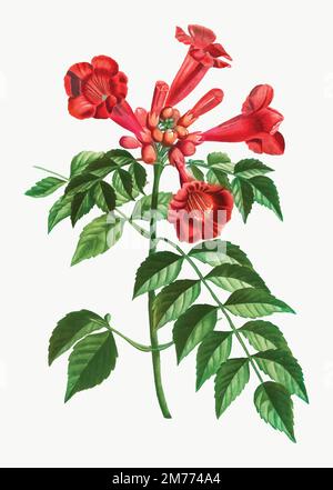 vector illustration of a trumpet vine flower, for floral designs ...