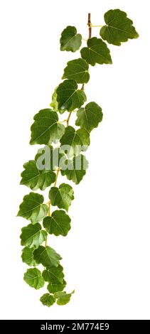 Boston ivy branch isolated on white background Stock Photo - Alamy