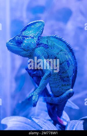 The blue chameleon Chamaeleonidae is a family of lizards that can ...