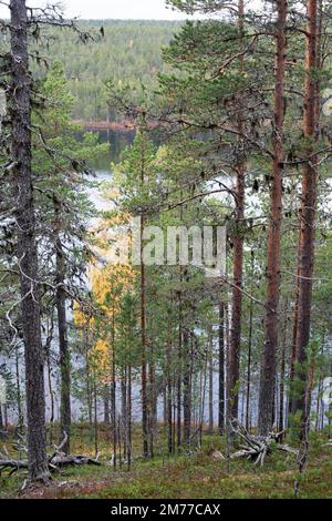 The Ridge in Lemmenjoki National Park, near Inari, Finland Stock Photo ...