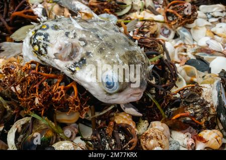 Puffer-fish washed up among seaweed and shells after storm on beach at ...