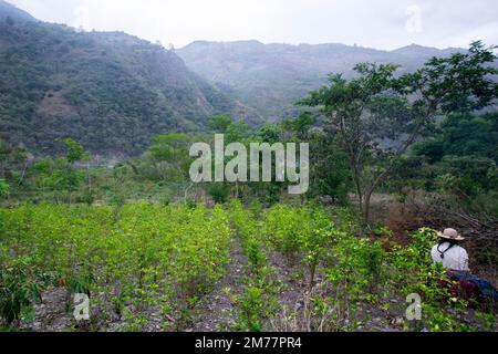 Organic plantation of coca plants in the Peruvian jungle. Farmer ...