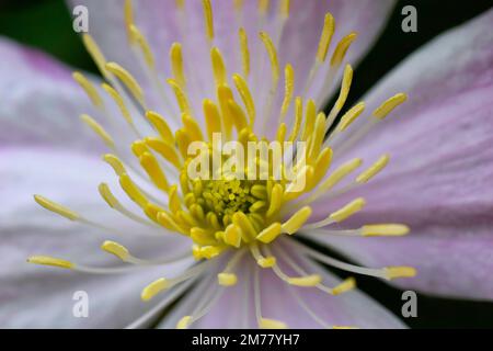 Mountain clematis ( Clematis montana) in full leaf during the summer ...