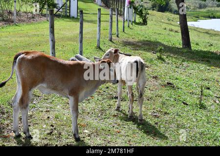 Brazilian cow calf in pasture Stock Photo - Alamy