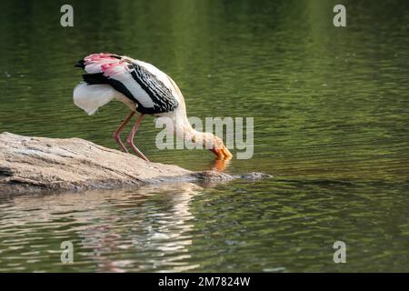 An adult painted stork drinking water from Cauvery river inside ...