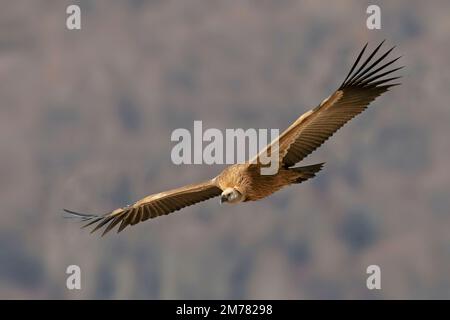Grifone (Gips fulvus) griffon vulture; Parco Gran Sasso, PNALM, SIrente ...
