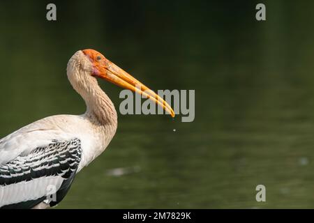 An adult painted stork drinking water from Cauvery river inside ...