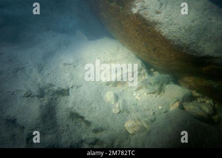 UNDERWATER: Gambero di fiume o gambero d'acqua dolce - White-clawed ...