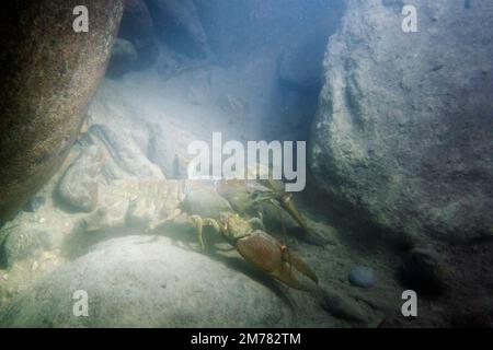 UNDERWATER: Gambero di fiume o gambero d'acqua dolce - White-clawed ...