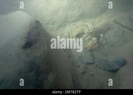 UNDERWATER: Gambero di fiume o gambero d'acqua dolce - White-clawed ...