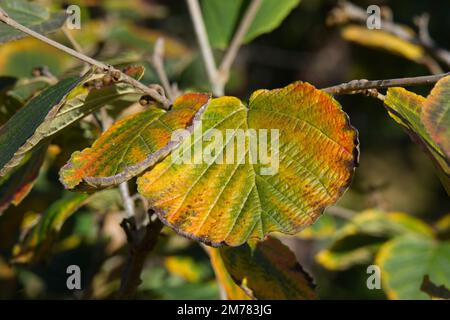 Autumn foliage of witch hazel Hamamelis x intermedia Ruby Glow in UK ...