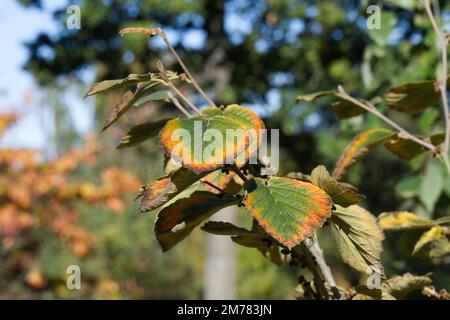 Autumn foliage of witch hazel Hamamelis x intermedia Ruby Glow in UK ...