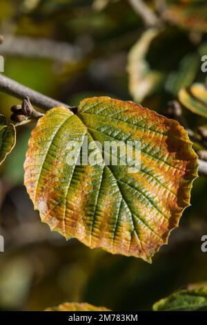 Autumn foliage of witch hazel Hamamelis x intermedia Ruby Glow in UK ...