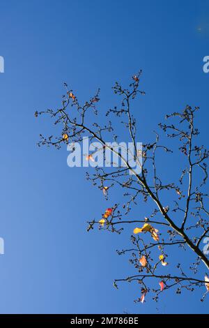 Leaves of the tree Parottia persica Stock Photo - Alamy