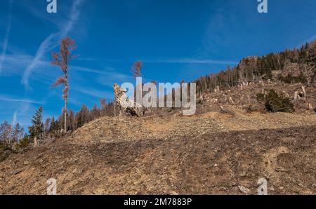 Lupa Vaia (Vaia Wolf). Wood sculpture with reclaimed wood from the Vaia ...