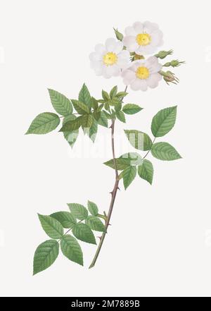 Vintage blooming musk rose vector Stock Vector Image & Art - Alamy