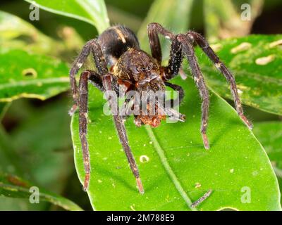 Wandering sipder (Ctenidae) in the rainforest understory eating a prey ...