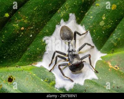 Ant mimic spider (Apantochilus sp.) guarding its eggs in t,he ...