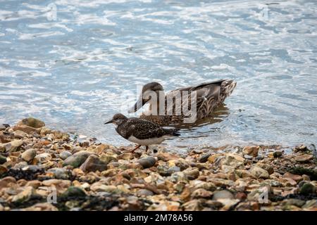 turnstone on the beach with female mallard duck in the sea behind Stock ...