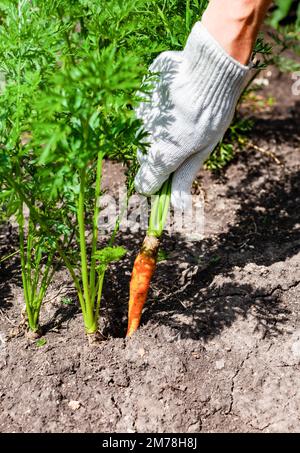 Hand pulling a carrot out of the ground FoodCollection Stock Photo - Alamy