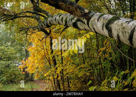 Heavily bent white birch tree in Bitsevski Park (Bitsa Park) in autumn ...
