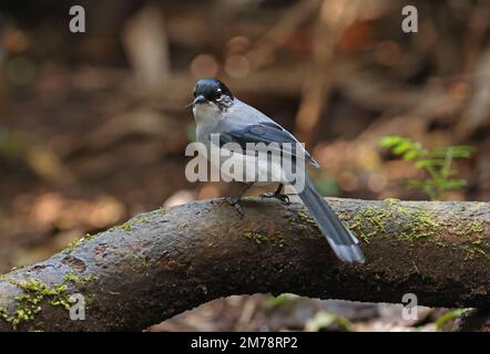 White-spectacled Sibia, Heterophasia desgodinsi, Vietnam Stock Photo ...