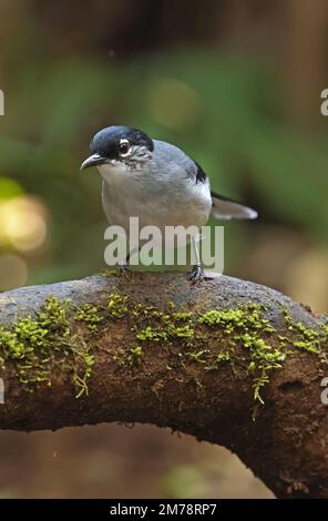 White-spectacled Sibia, Heterophasia desgodinsi, Vietnam Stock Photo ...