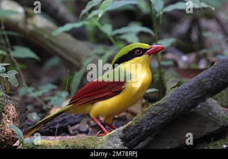 Indochinese Green Magpie (Cissa hypoleuca) adult on rainforest floor Di ...