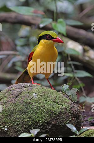 Indochinese Green Magpie (Cissa hypoleuca) adult on rainforest floor Di ...