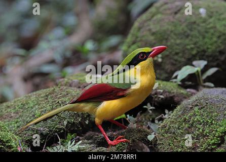 Indochinese Green Magpie (Cissa hypoleuca) adult on rainforest floor Di ...