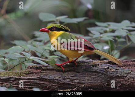 Indochinese Green Magpie (Cissa hypoleuca) adult on rainforest floor Di ...