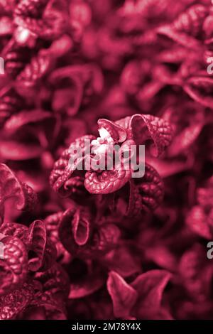 red leaves background. Viva Magenta color background Stock Photo - Alamy