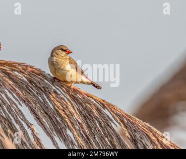 A red Avadavat female sitting on a seed plant Stock Photo - Alamy