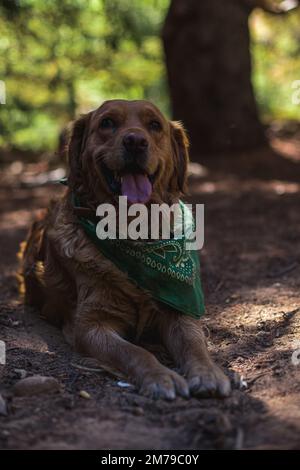 A beautiful closeup of golden retrievers sitting on a ground in the ...