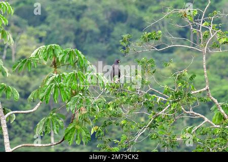 Slate-colored hawk, Buse ardoisée, Buteogallus schistaceus, erdeiölyv ...