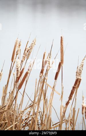 Federally Protected Marsh Land Stock Photo - Alamy