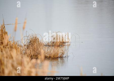 Federally Protected Marsh Land Stock Photo - Alamy