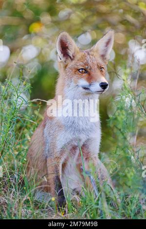 Red fox (Vulpes vulpes), Amsterdam, NIederlande Stock Photo - Alamy