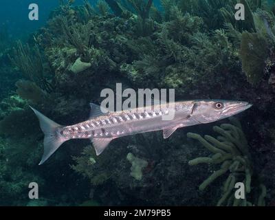 Great barracuda (Sphyraena barracuda), dive site John Pennekamp Coral ...