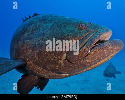 Atlantic goliath grouper (Epinephelus itajara) with open mouth at ...
